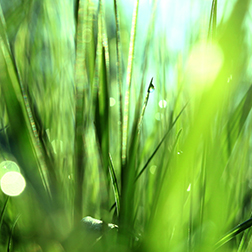 Carbon Balanced Production Printing | Ricoh Finland